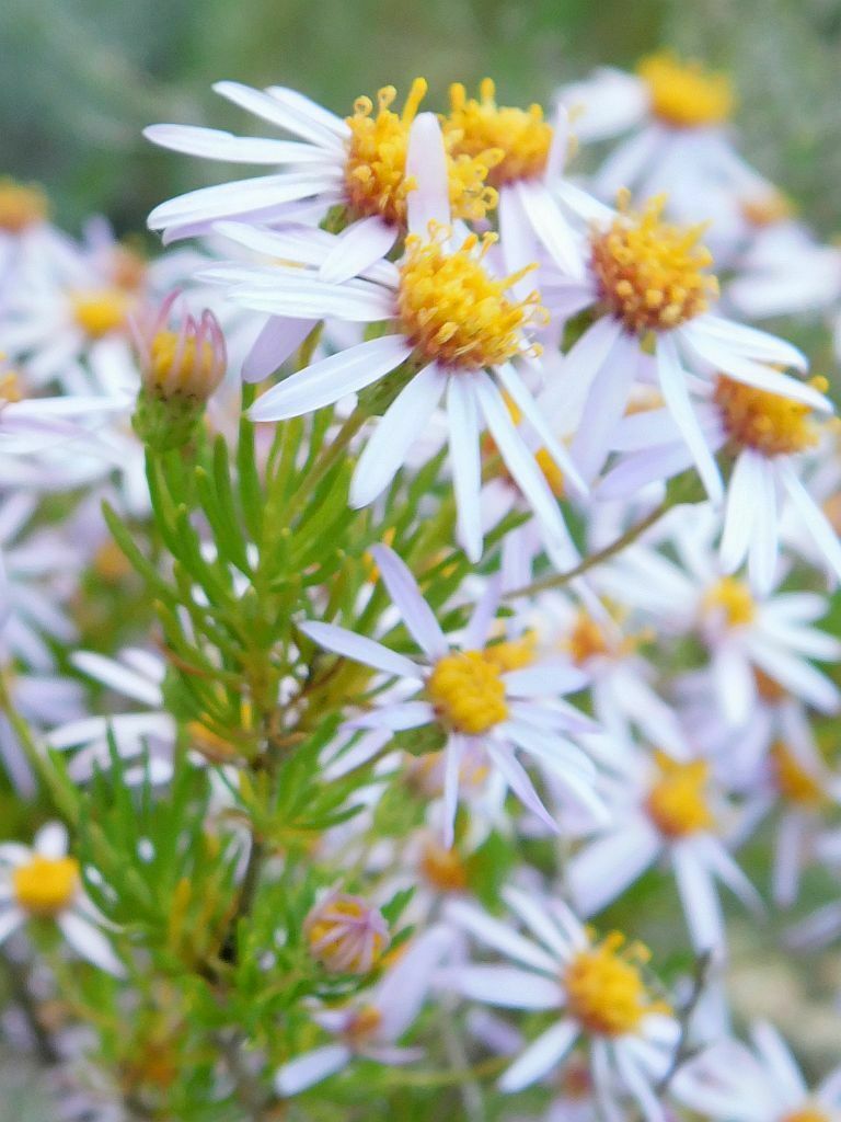 Fine Felicia from Oom Barrie's Caledon, 7233, South Africa on September ...