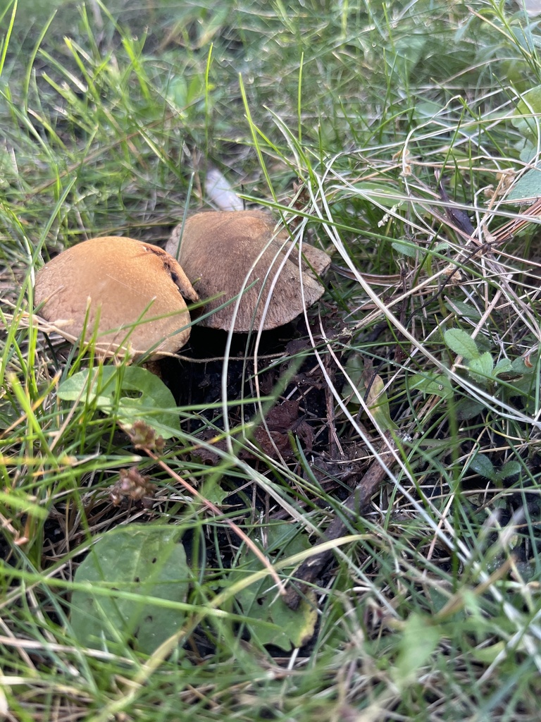 shelf fungi from Boston College, Boston, MA, US on October 4, 2023 at ...