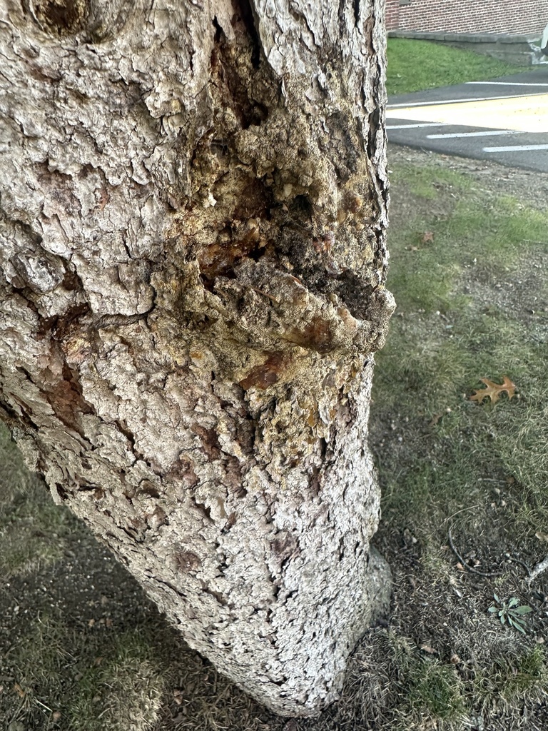 Bleeding Oak Crust from Boston College, Newton, MA, US on October 4 ...