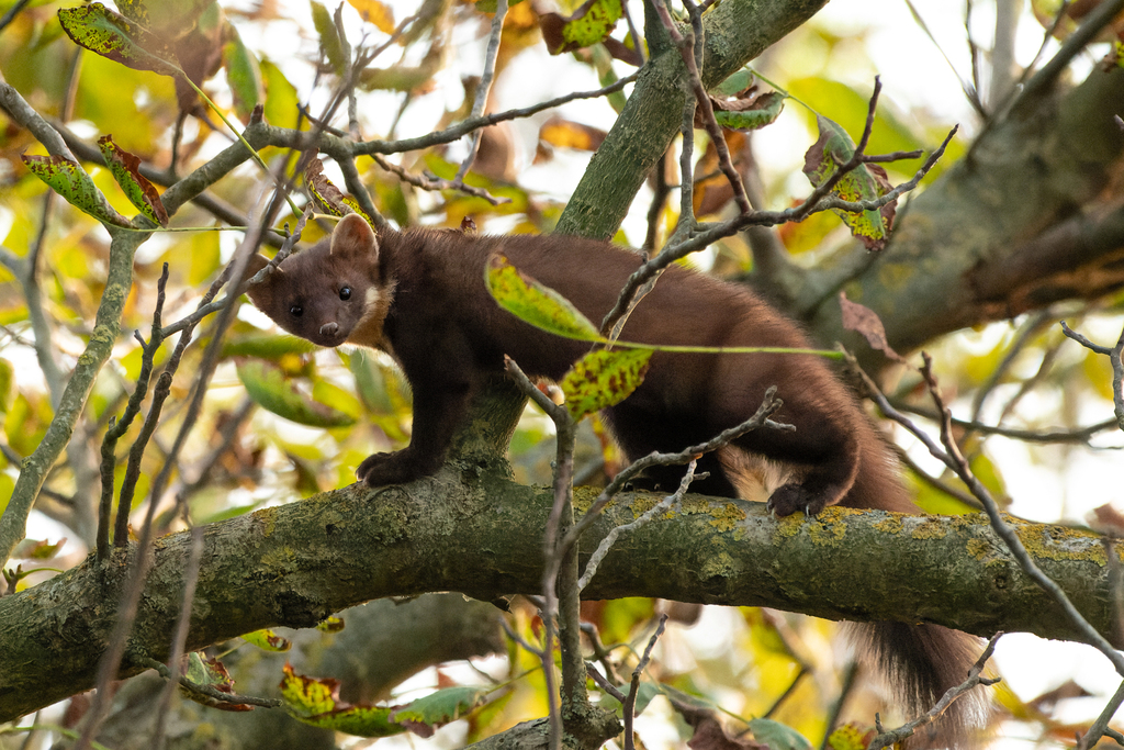 Eurasian Pine Marten from Tvrđavica, Croatia on October 4, 2023 at 05: ...