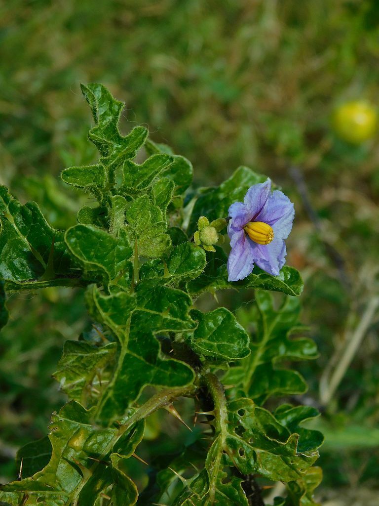 Yellow Bitter-apple from Oom Barrie's Caledon, 7233, South Africa on ...