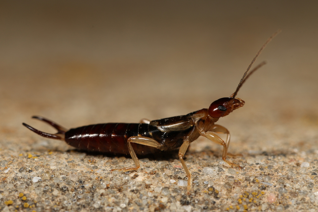 Striped Earwig from עמנואל on May 4, 2022 at 12:24 AM by Chaym Turak ...
