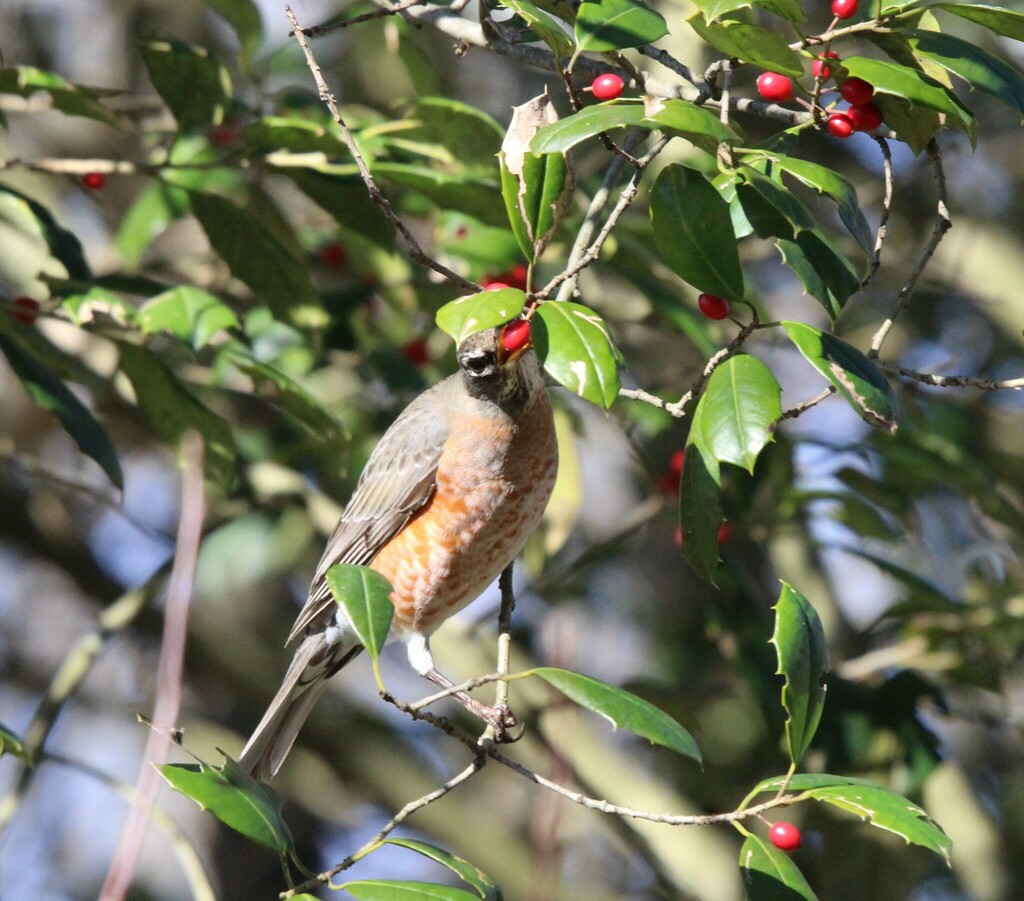 American Robin from Hockessin, DE, USA on February 10, 2022 at 11:26 AM ...