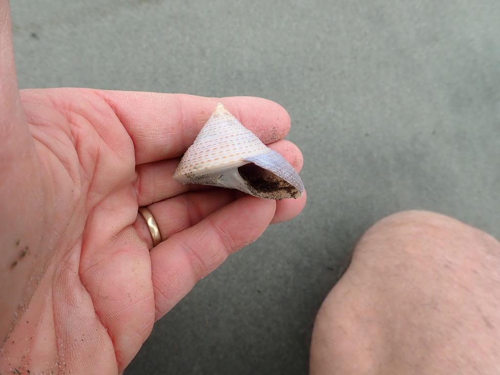 Maurea selecta from Waitarere Beach, New Zealand on October 4, 2023 at ...