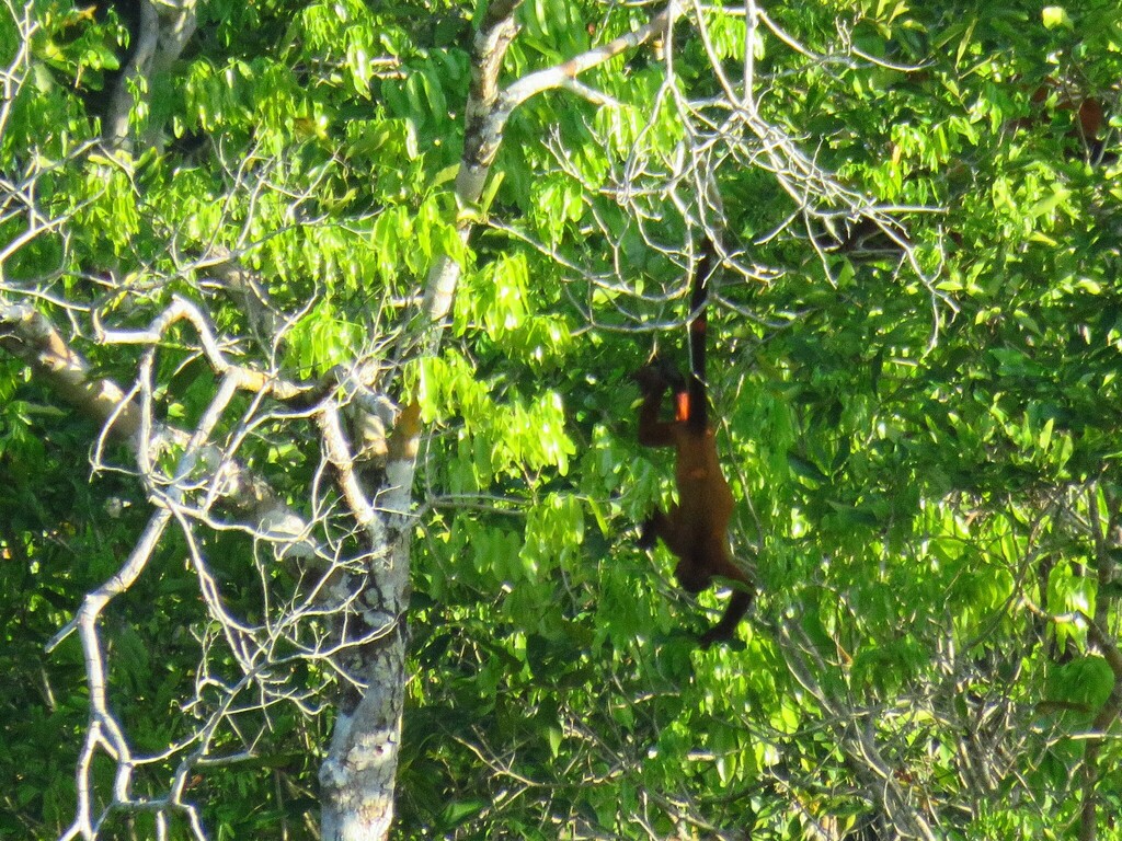 Guianan Red Howler Monkey from Iwokrana Forest Reserve on September 27 ...