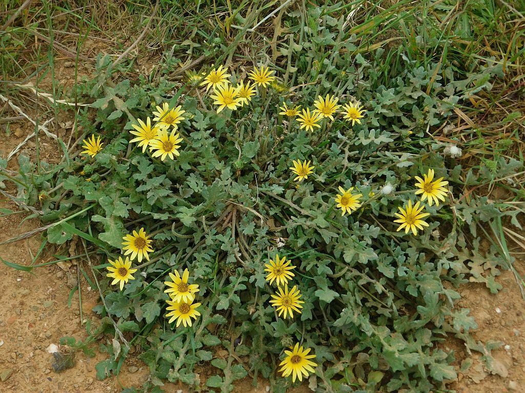 Capeweed from Oom Barrie's Caledon, 7233, South Africa on September 21 ...