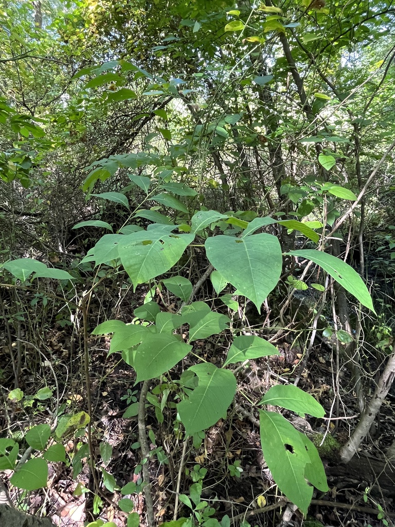 poison sumac from Staten Island, New York, NY, US on October 1, 2023 at ...