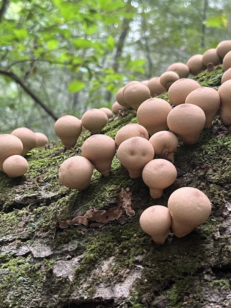 Pear-shaped Puffball from Vestal, NY, US on September 22, 2023 at 08:47 ...