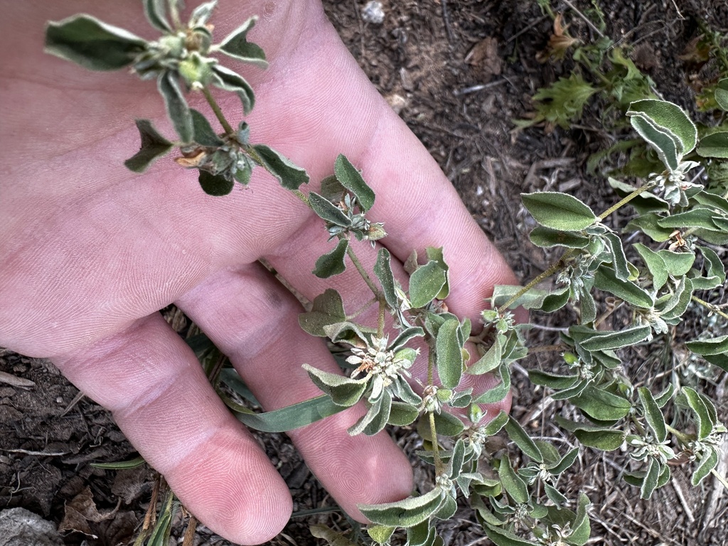 Prairie Tea from Hatchery Rd, Fort Worth, TX, US on October 4, 2023 at ...