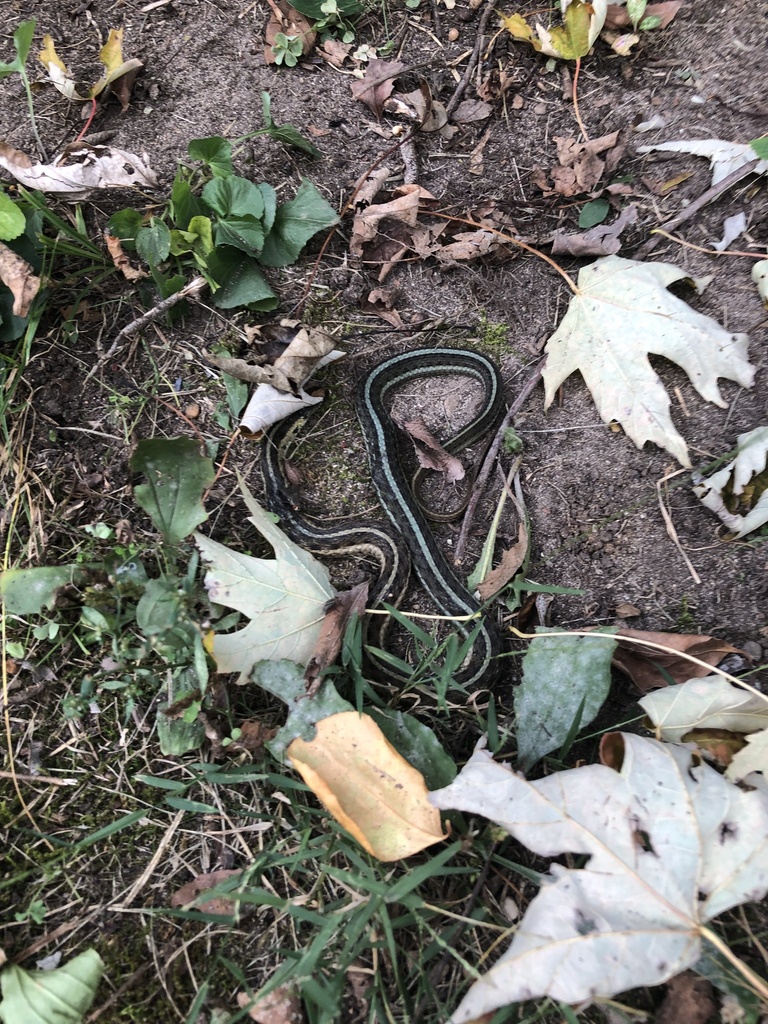 Common Garter Snake from Washington Ave, Terre Haute, IN, US on October ...