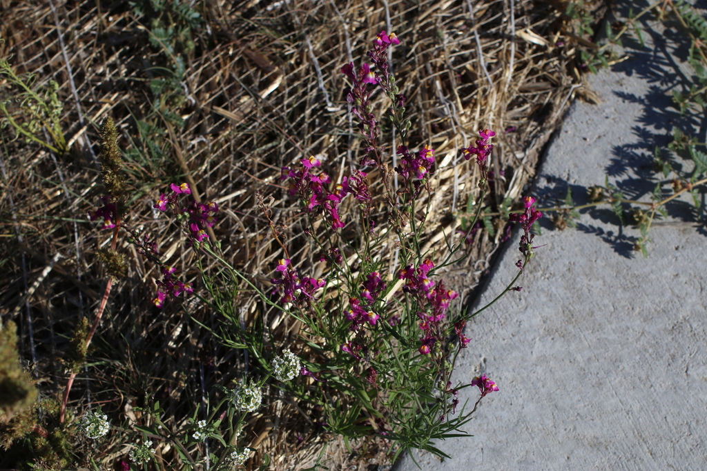 Annual Toadflax from Gateway, Denver, CO, USA on October 2, 2023 at 09: ...