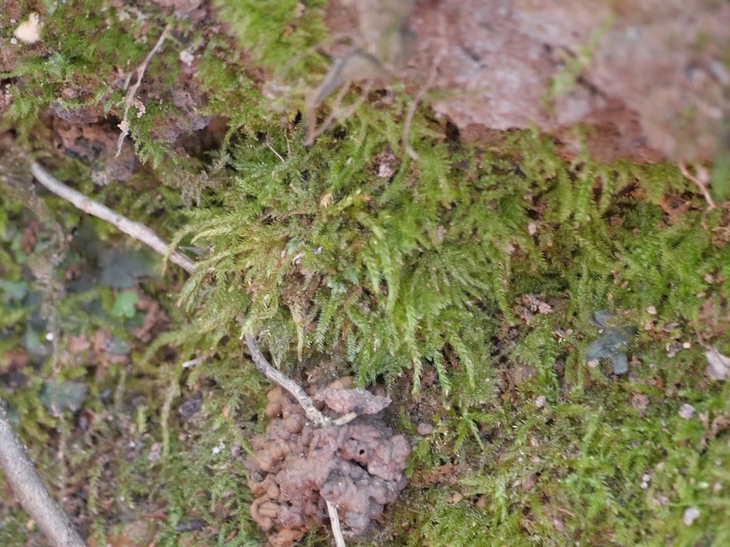 Common Striated Feather-moss from Sheepwash Wood (Wakehurst Wood SSSI ...