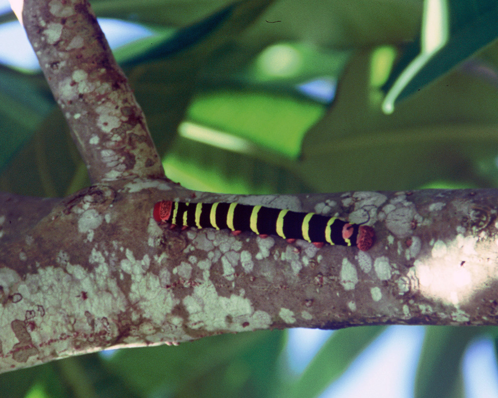 Tetrio Sphinx from Tobago, Trinidad and Tobago on November 15, 2002 by ...