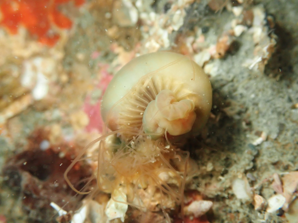 Spaghetti Worms from Auckland, New Zealand on October 2, 2023 at 04:06 ...