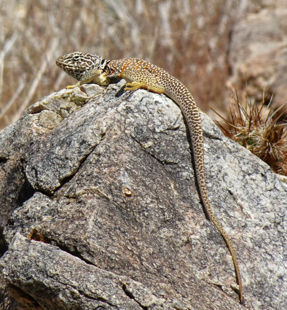 Desert Collared Lizard from San Bernardino County, CA, USA on October 4 ...
