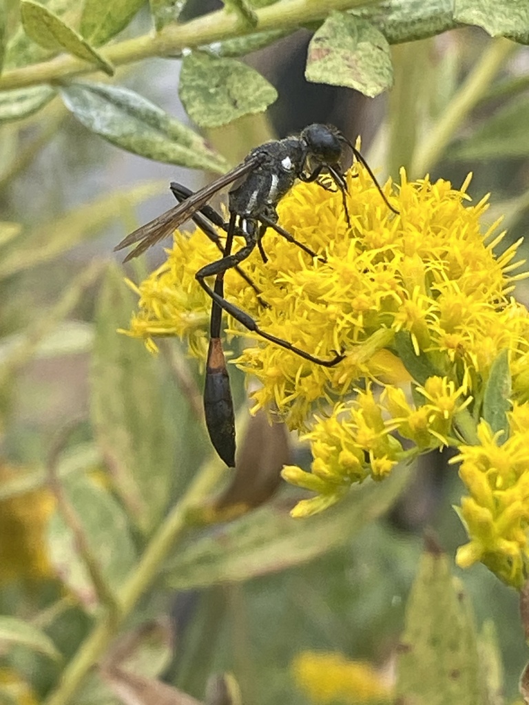 Common Thread-waisted Wasp from Vaiden Ridge Dr S, Hernando, MS, US on ...