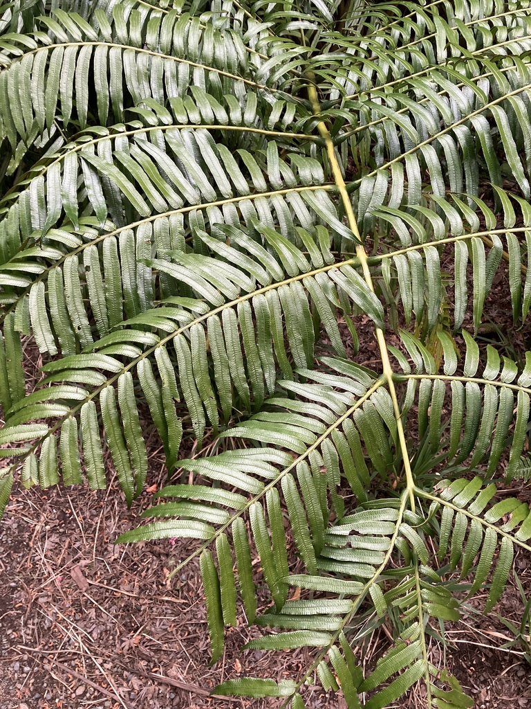 King fern from Wellington Botanic Garden, Wellington, Wellington, NZ on ...