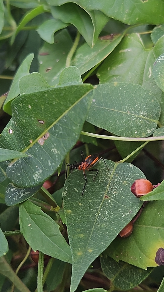 Red Bull Assassin Bug in September 2023 by sockynoob · iNaturalist