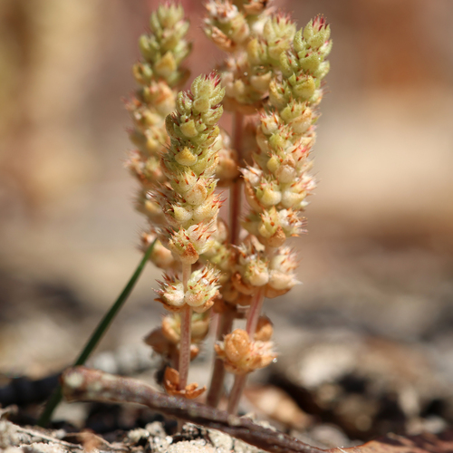 Variety Crassula colorata colorata · iNaturalist