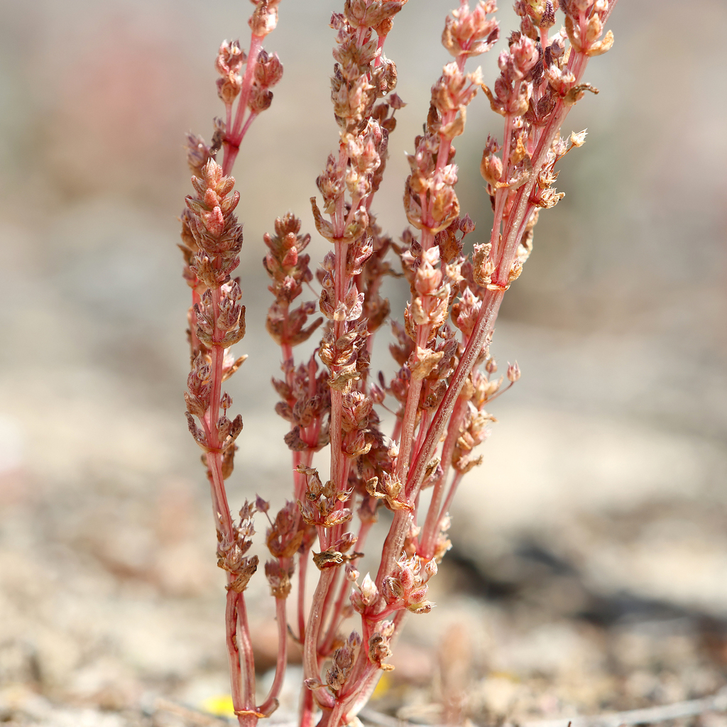 Crassula colligata lamprosperma from Monarto South SA 5254, Australia ...