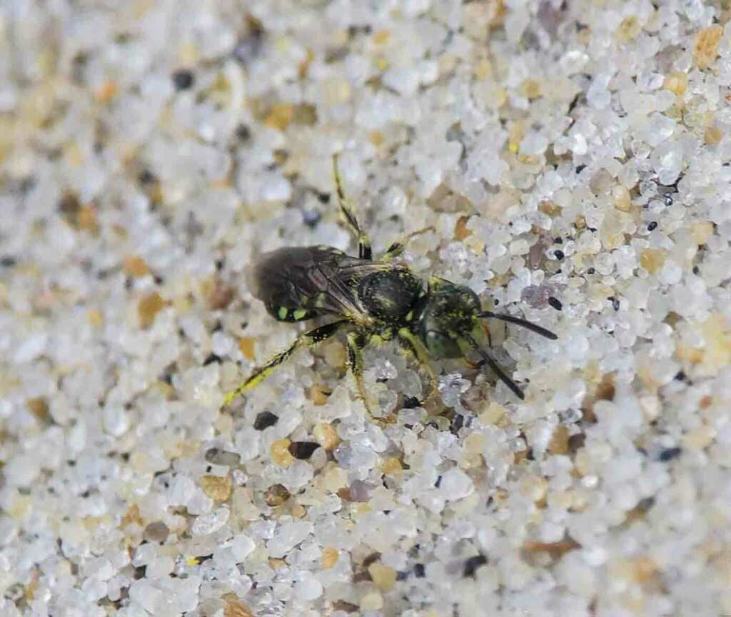 Eight-spotted Fairy Bee from Dare County, NC, USA on October 4, 2023 at ...