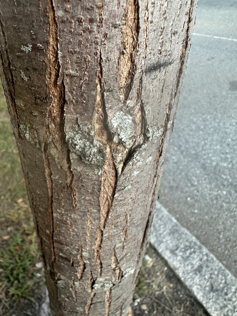 Chestnut Blight from Boston College, Newton, MA, US on October 4, 2023 ...