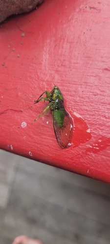 Kermadec Cicada (Subspecies Kikihia cutora exulis) · iNaturalist