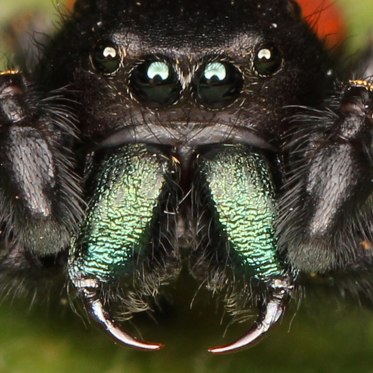 Red Back Jumping Spider
