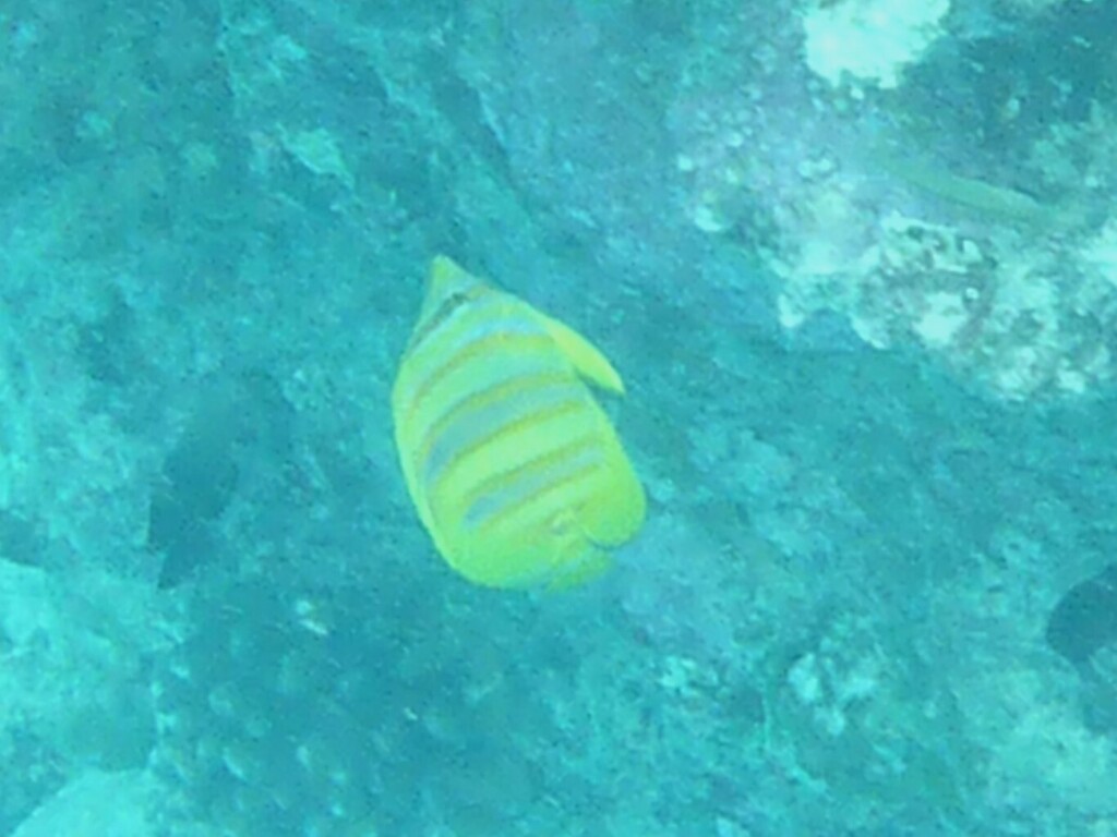Rainford's Butterflyfish from Hinchinbrook, QLD, Australia on July 30 ...