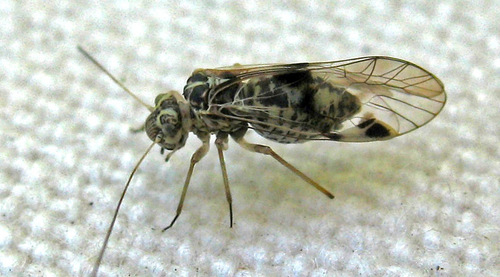 Psocus crosbyi · iNaturalist