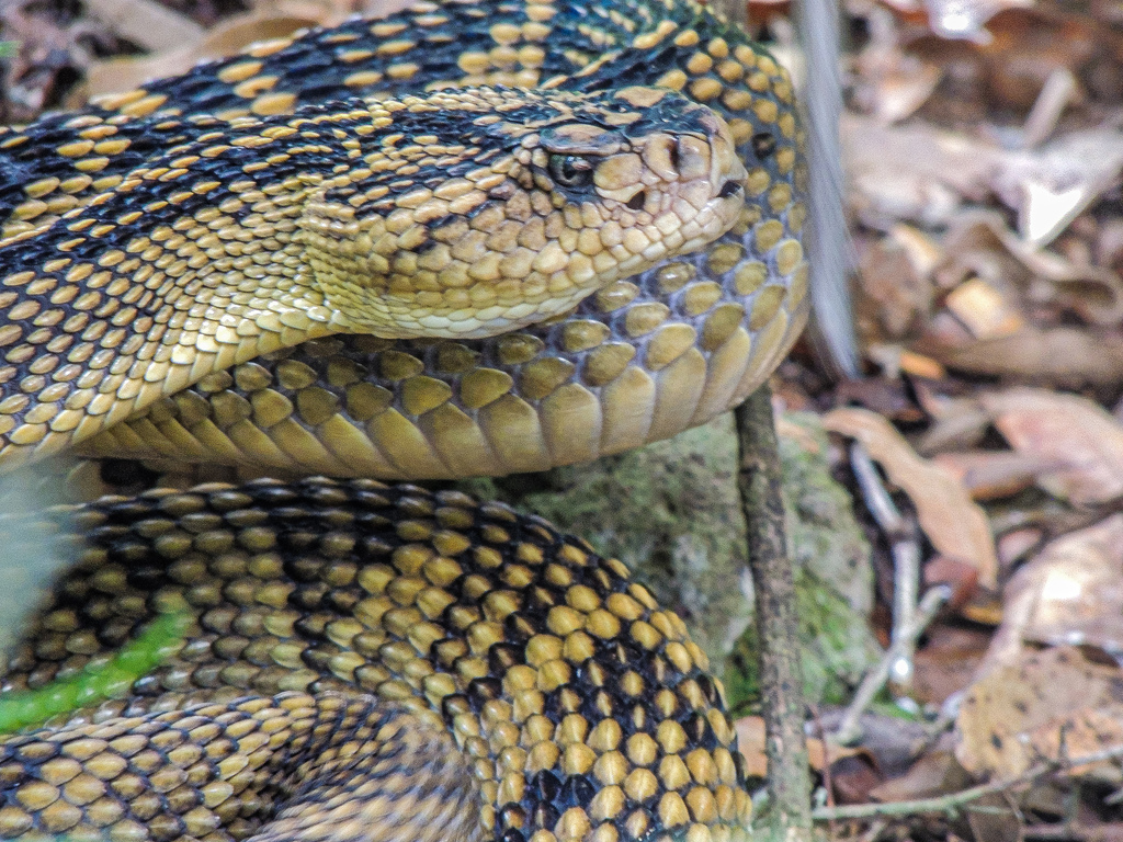 Totonacan Rattlesnake from Jaumave, Tamps., México on October 1, 2023 ...