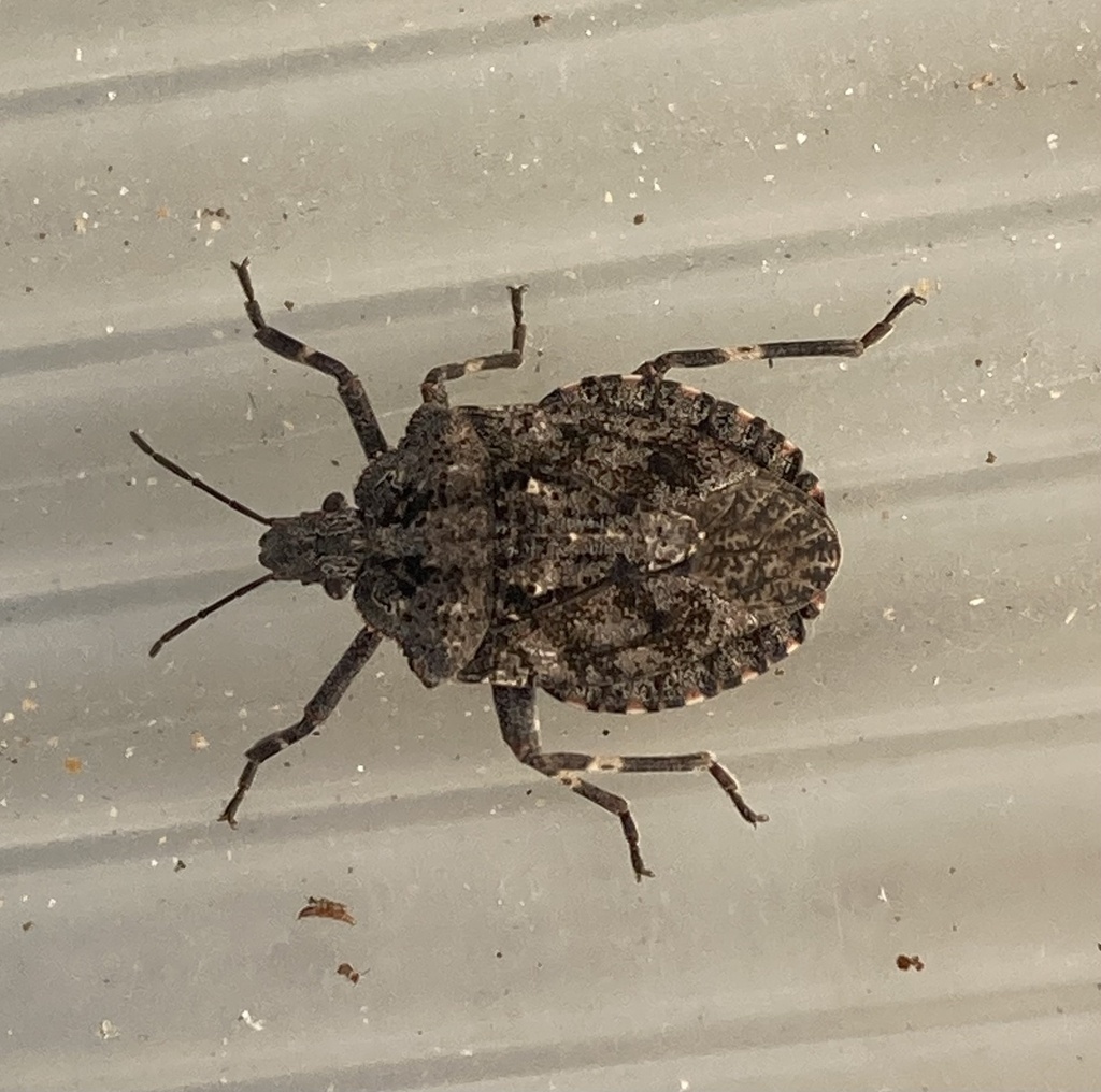 Rough Stink Bugs from Wallen Rd, Moscow, ID, US on October 4, 2023 at ...