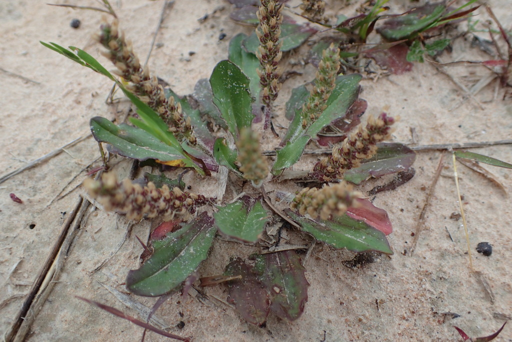 redseed plantain (Flora of Oakmont Park) · iNaturalist