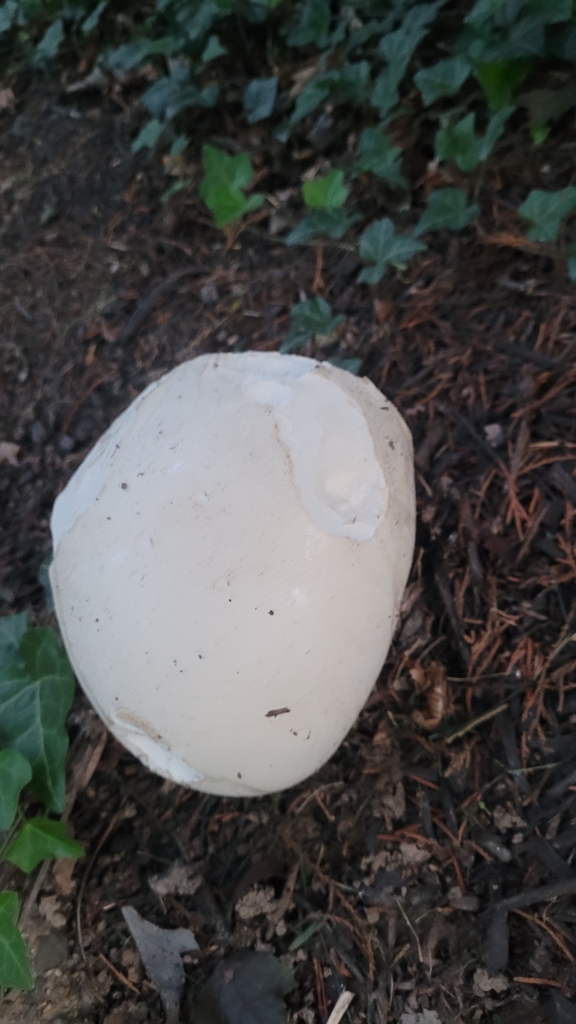 giant puffball from Potomac, MD, USA on October 4, 2023 at 06:53 PM by ...