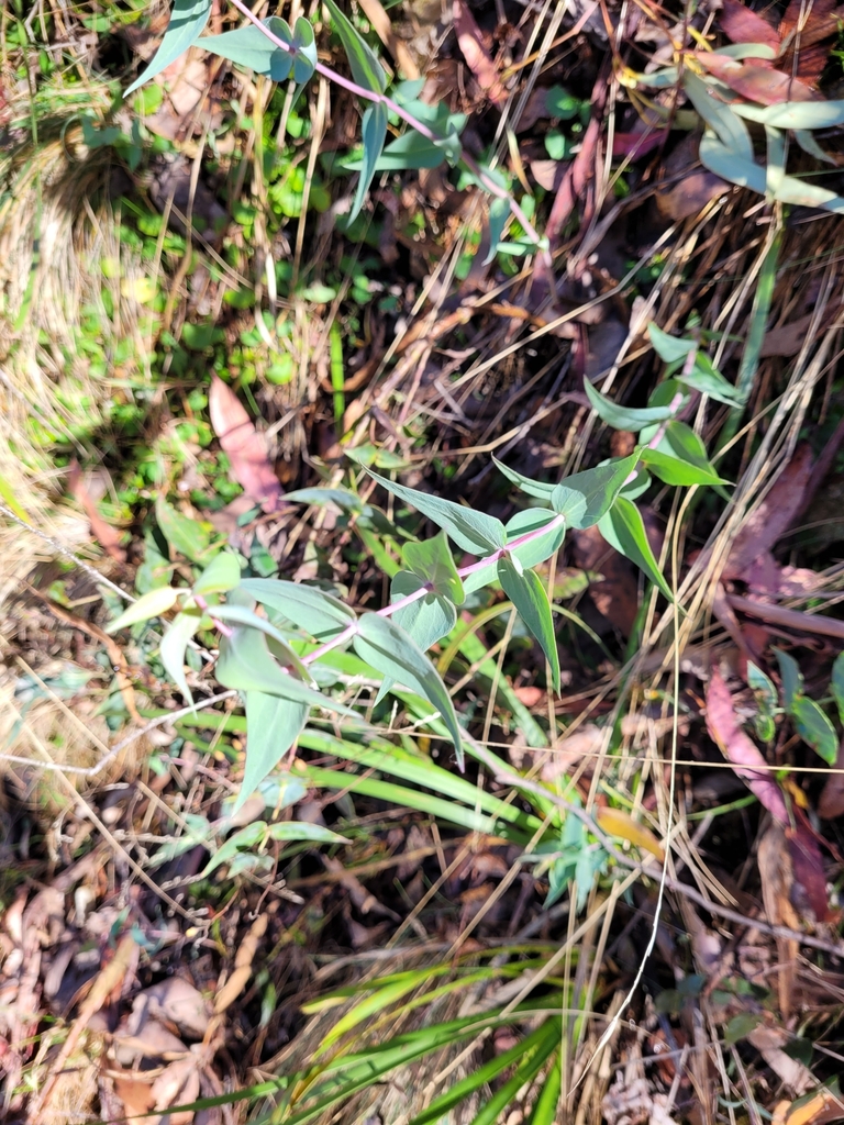 Digger's Speedwell from Bowenfels NSW 2790, Australia on October 5 ...