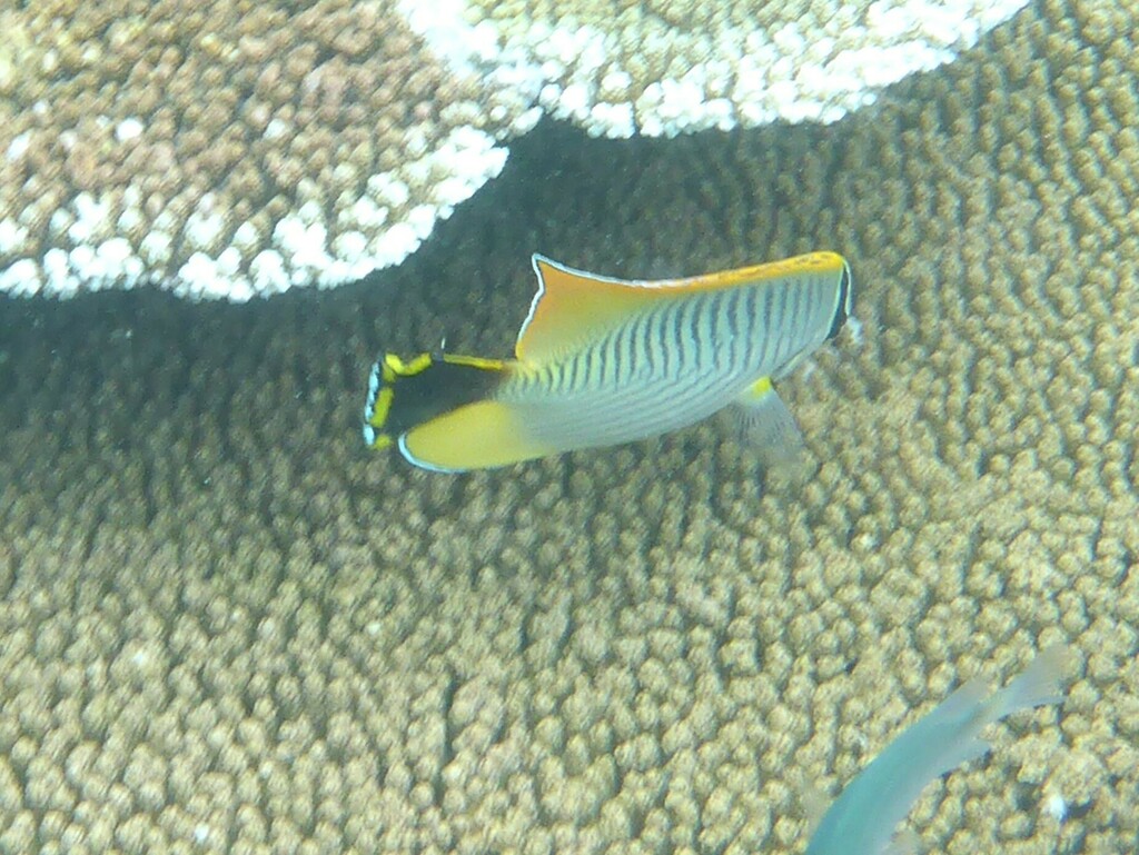 Chevron Butterflyfish in July 2023 by Arthur Chapman. Butterflyfish at ...
