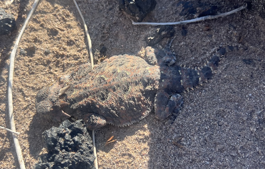 Desert Horned Lizard from Newberry Springs, CA, US on October 3, 2023 ...