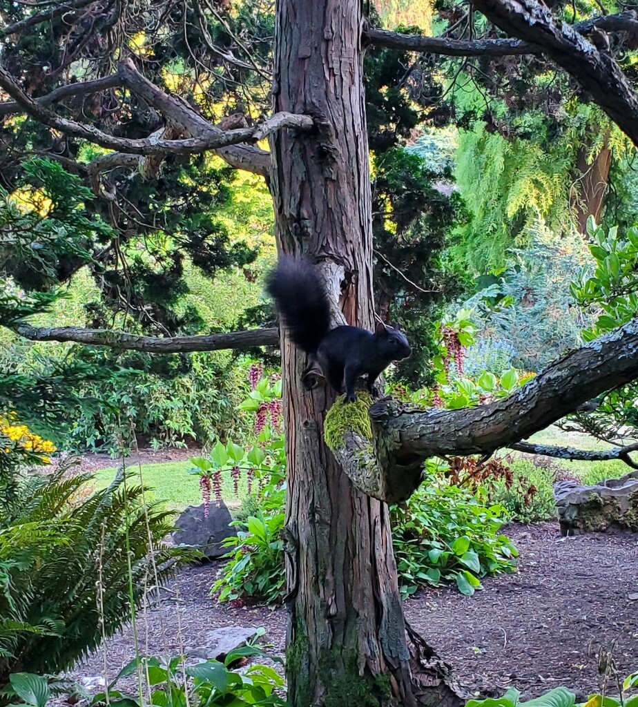 Eastern Gray Squirrel from East Vancouver, Vancouver, BC, Canada on ...