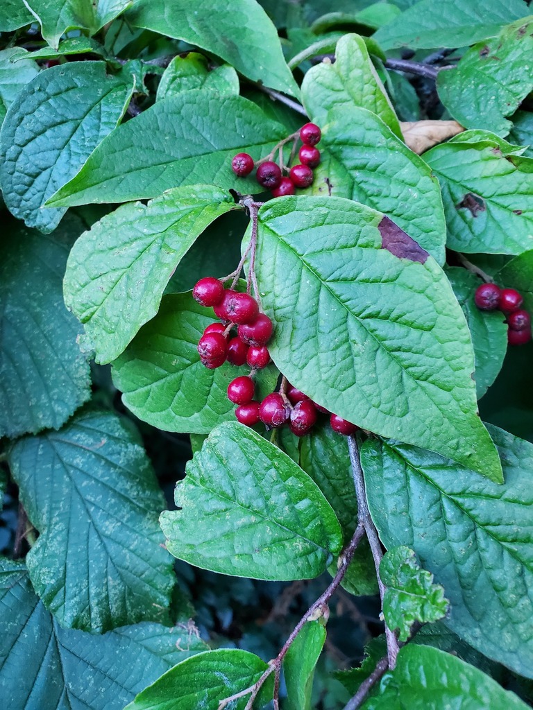 Bullate Cotoneaster from Greater Vancouver, British Columbia, Canada on ...