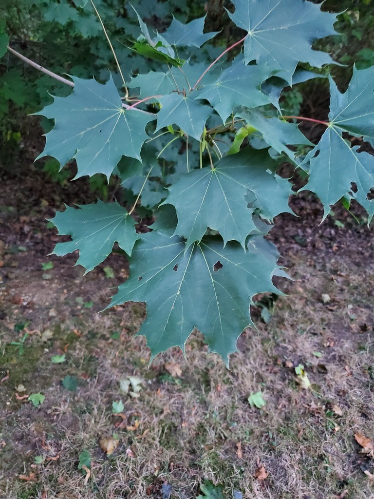 Norway maple from Greater Vancouver, British Columbia, Canada on ...