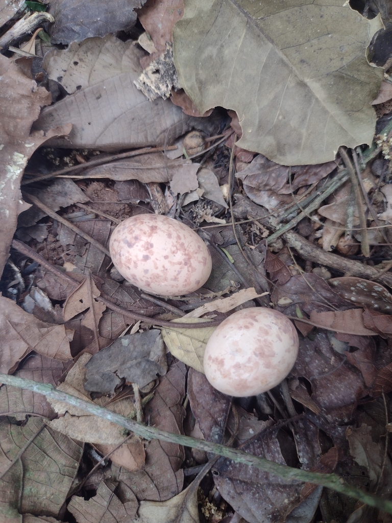 Ocellated Poorwill in September 2023 by Lucero Moyano · iNaturalist