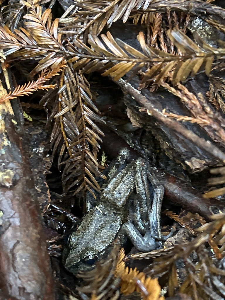Northern Red-legged Frog in October 2023 by Elizabeth D. Hays · iNaturalist