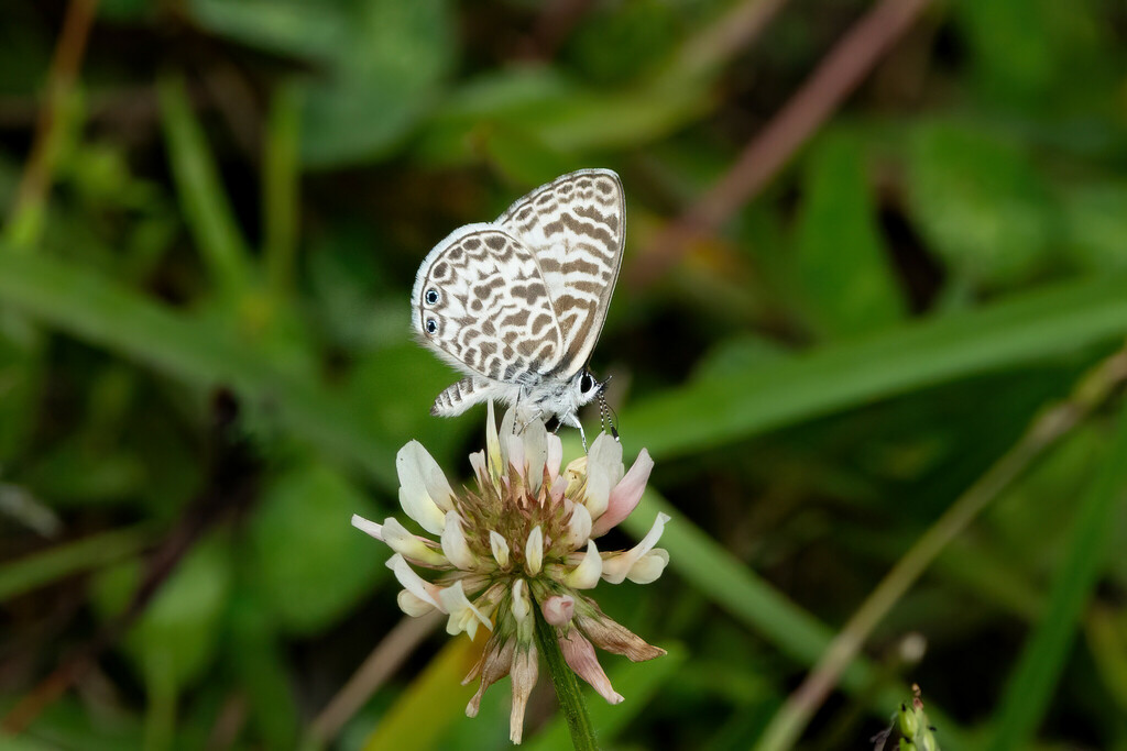 Leptotes lamasi from Amazilia Bioreserva, Amazonas on October 1, 2023 ...