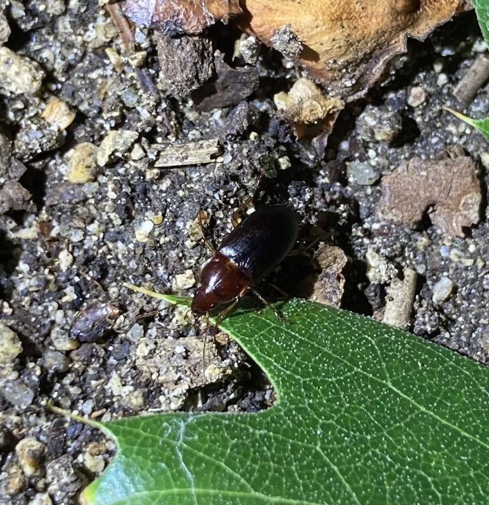 Calathus ruficollis in October 2023 by Hannah · iNaturalist