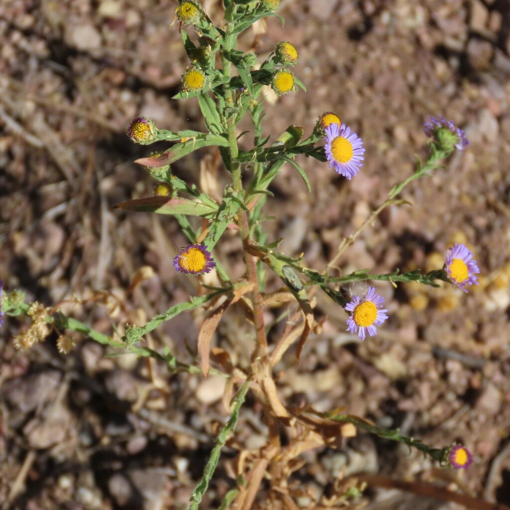 Mexican Tansyaster from Sierra Vista, AZ, USA on October 4, 2023 at 09: ...