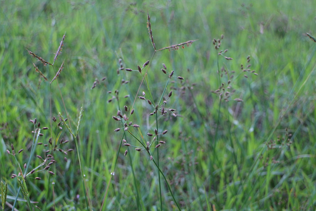 Fringe Rush from 555南投縣魚池鄉日月潭 on October 2, 2023 at 05:06 PM by 羅元甫 ...