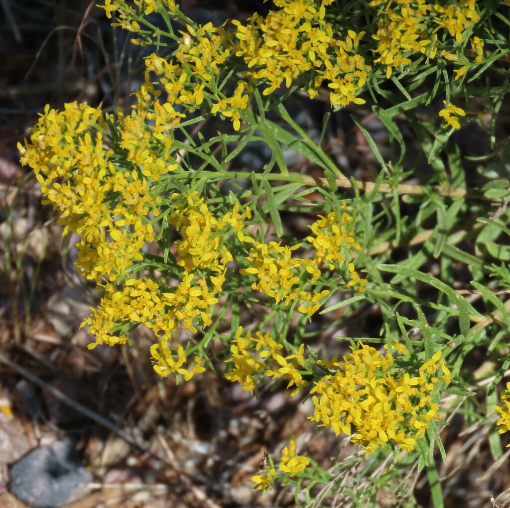 Broom Snakeweed from Sierra Vista, AZ, USA on October 4, 2023 at 09:53 ...