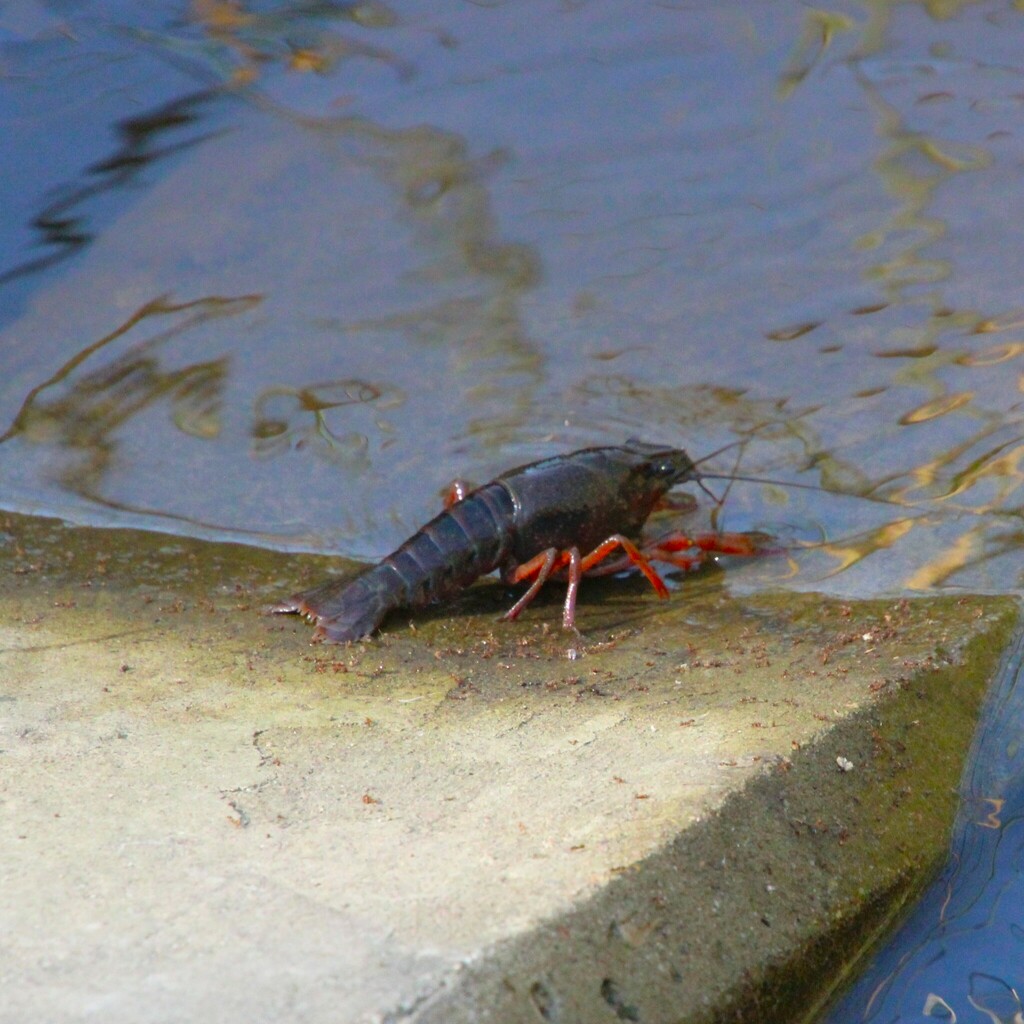 Red Swamp Crayfish from San Joaquin Marsh, Irvine, CA 92612, USA on ...