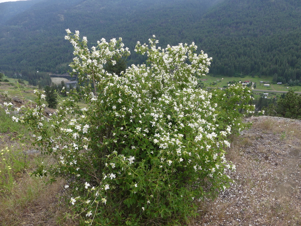 Lewis' mock orange from Gilpin Grasslands Provincial Park on June 13 ...