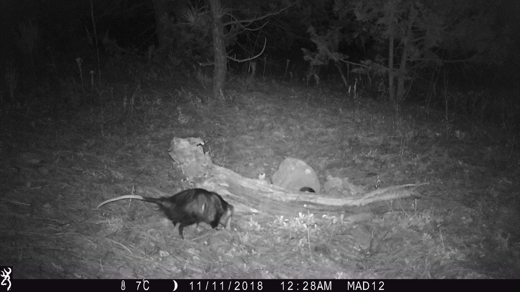 North Mexican Virginia Opossum in November 2018 by Alejandro Gómez ...